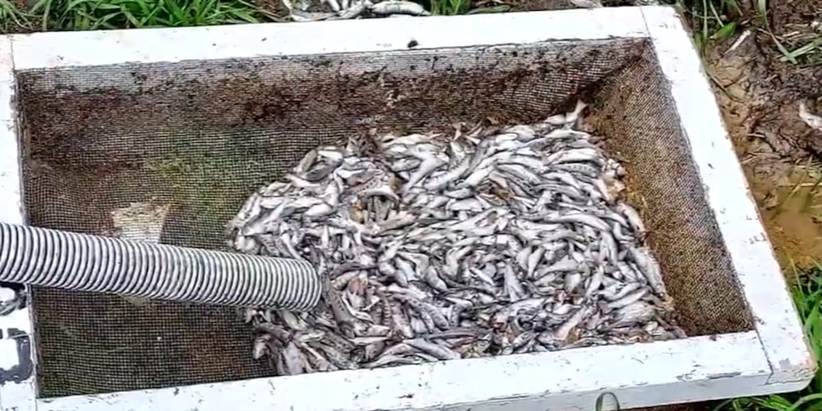 ‘its Monstrous Man Accused Of Pouring Bleach Into Hatchery Tank